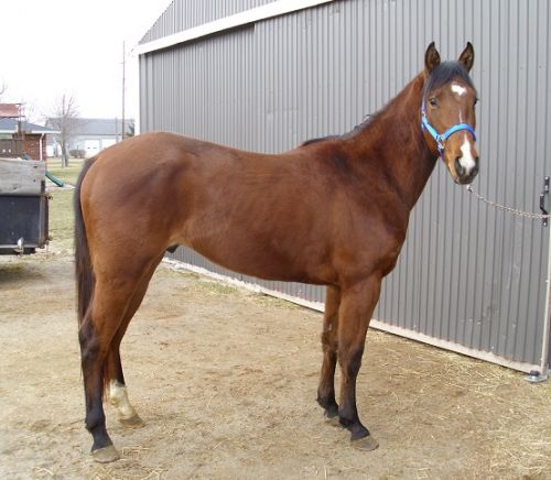 Coyote French Frost : Horse Auctions