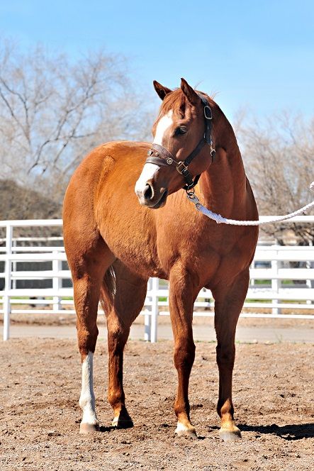 SCF Famous Bully Horse Auctions scf-famous-bully-horse-auctions